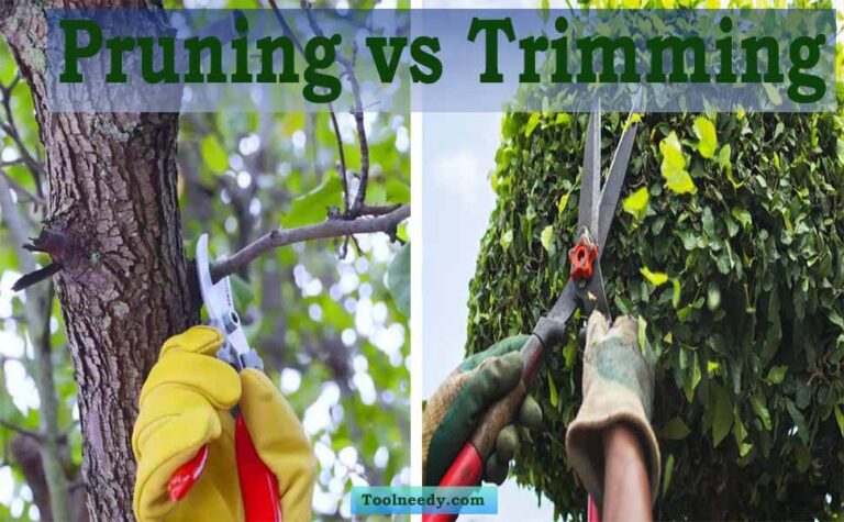 Pruning vs Trimming: Differences in Detail – ToolNeedy Pruning vs Trimming: Differences in Detail – ToolNeedy